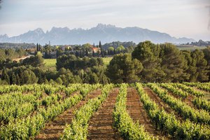 Cava Cocktails | Sparkling Wine | D.O. Cava