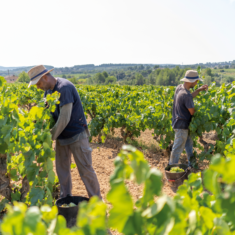 The Cava Harvest | Sparkling Wine | D.O. Cava