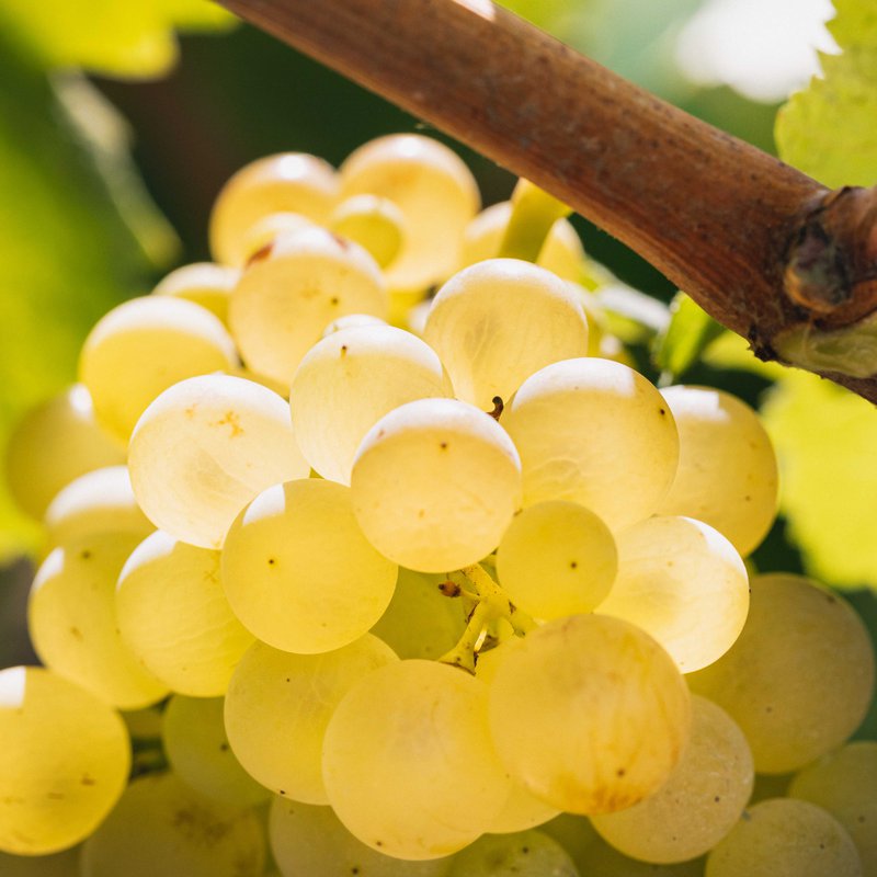 Cava Grapes - Types and Varieties of Cava Grapes | D.O. Cava