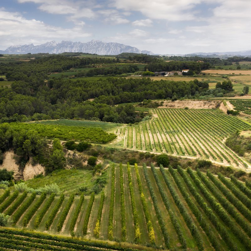 The Cava D.O. provides active training to the winemakers affiliated to ...
